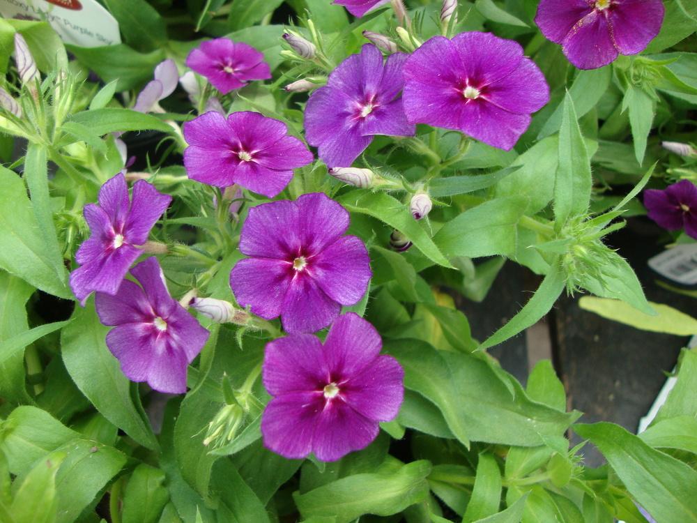 Bedding Phlox (Phlox 'Phloxy Lady Purple Sky') in the Phloxes Database ...