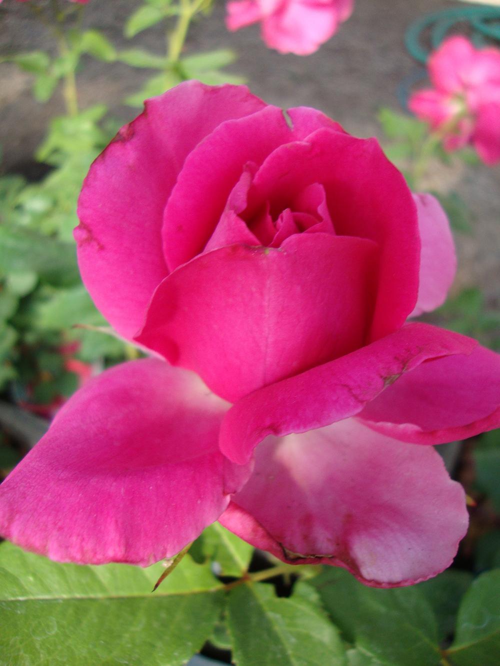 Photo of the bloom of Rose (Rosa 'Grande Dame') posted by Paul2032 ...