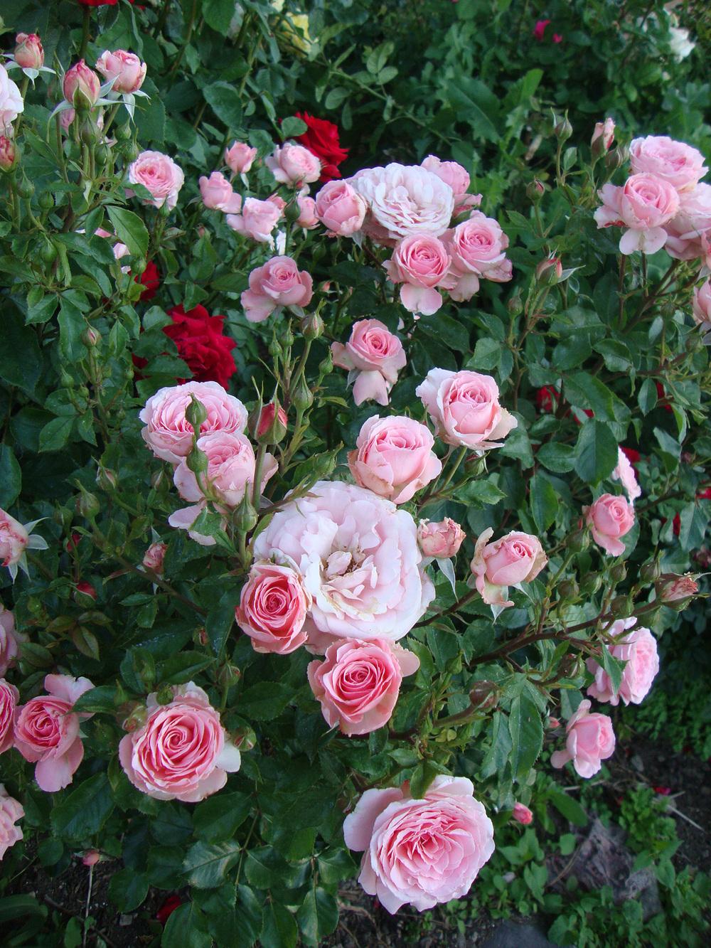 Photo of the entire plant of Rose (Rosa 'Sexy Rexy') posted by Paul2032 ...