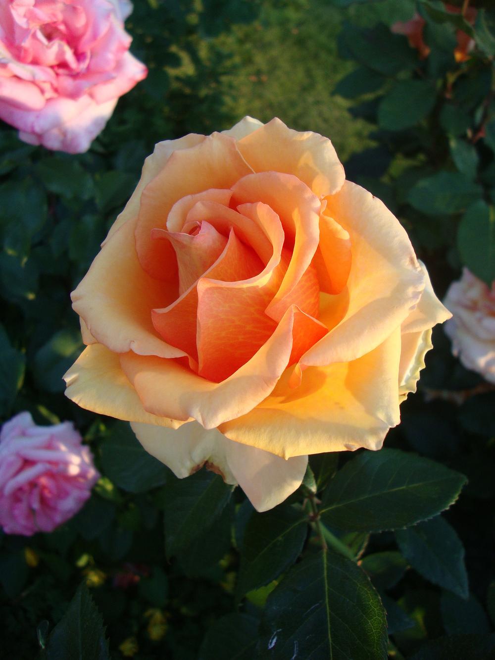 Photo of the bloom of Rose (Rosa 'Sunstruck') posted by Paul2032 ...
