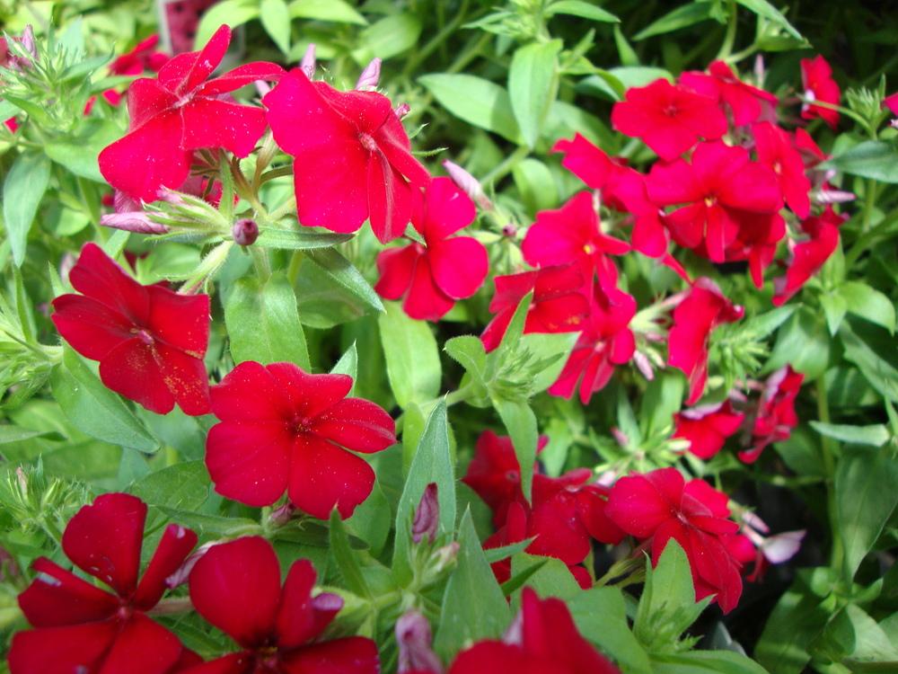 Photo of the bloom of Phlox 'Phloxy Lady Cherry Red' posted by Paul2032 ...