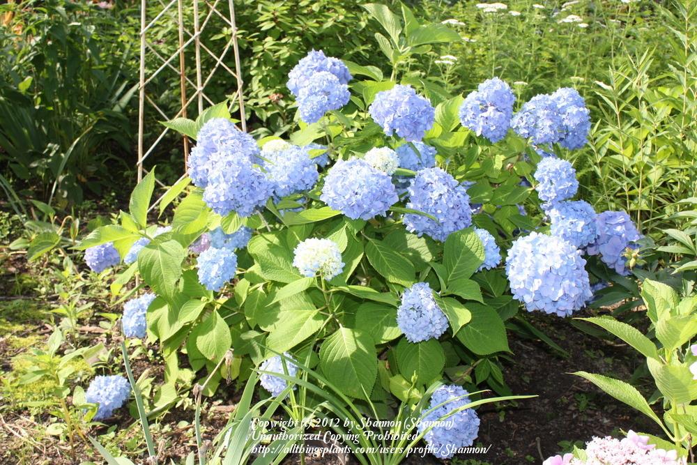 Photo of the entire plant of Hydrangea (Hydrangea macrophylla Forever ...