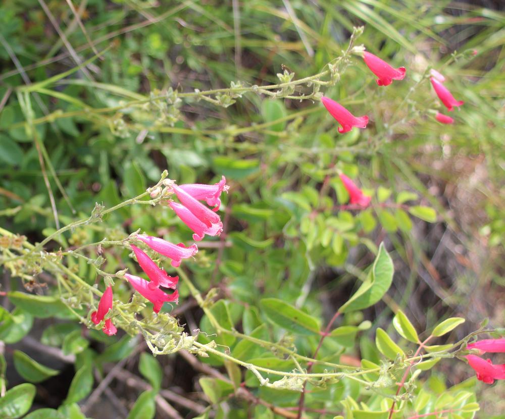 Photo of the bloom of Rock Penstemon (Penstemon baccharifolius) posted ...