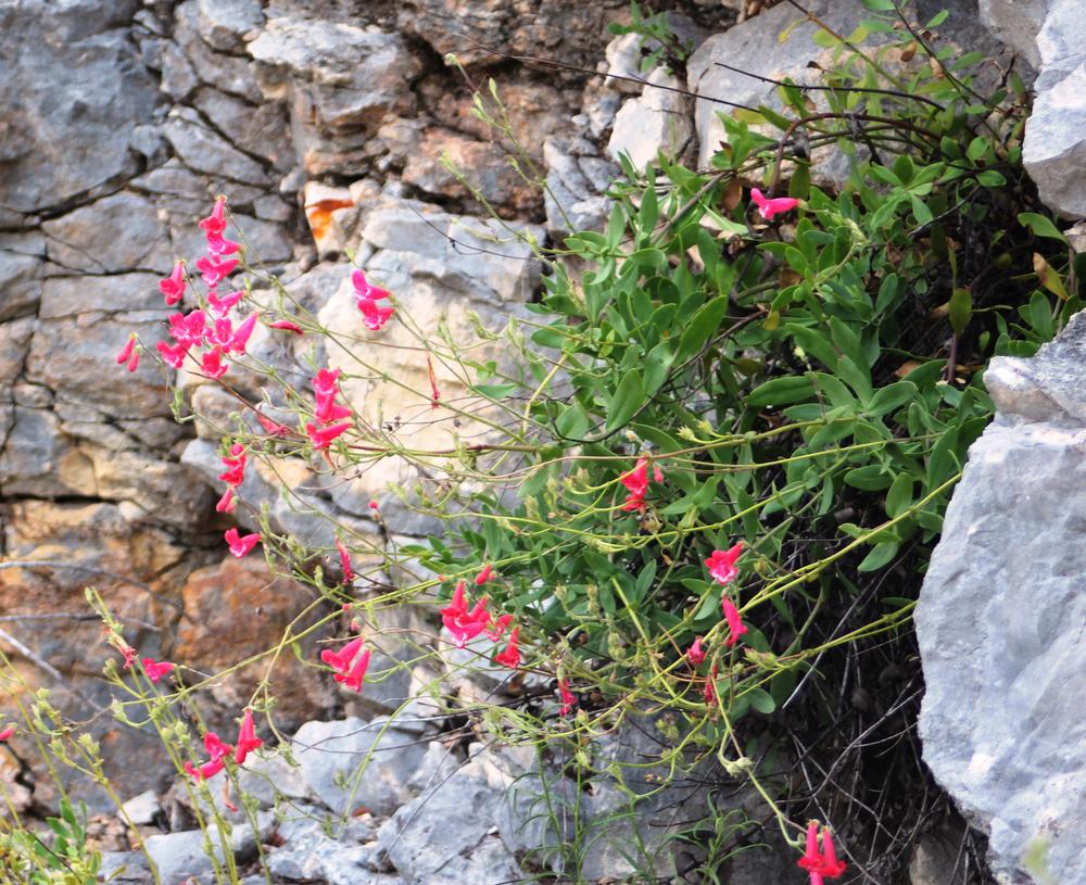Rock Penstemon (Penstemon baccharifolius) in the Penstemons Database ...