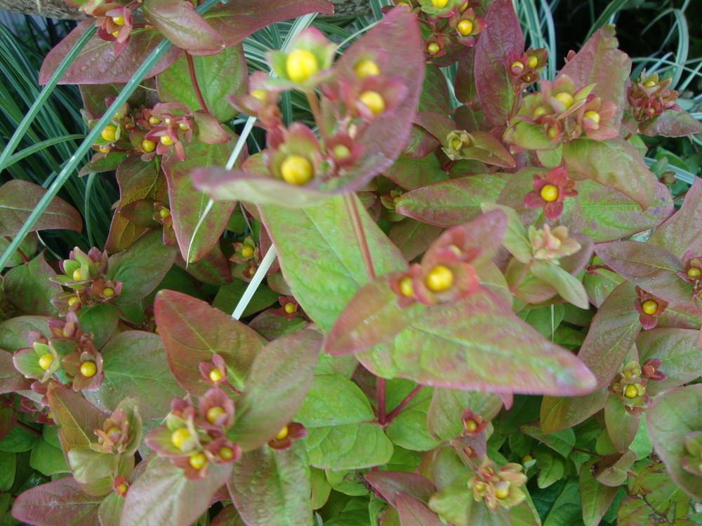 Tall Tutsan (Hypericum x inodorum Magical® Orange) - Garden.org