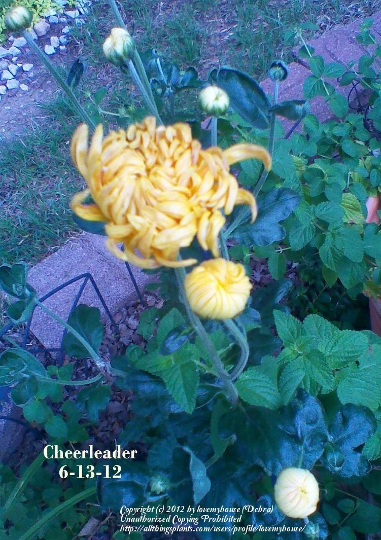 Photo of the closeup of buds, sepals and receptacles of Football Mum ...