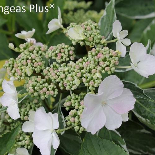 Bigleaf Hydrangea (Hydrangea macrophylla 'Maculata') in the Hydrangeas ...