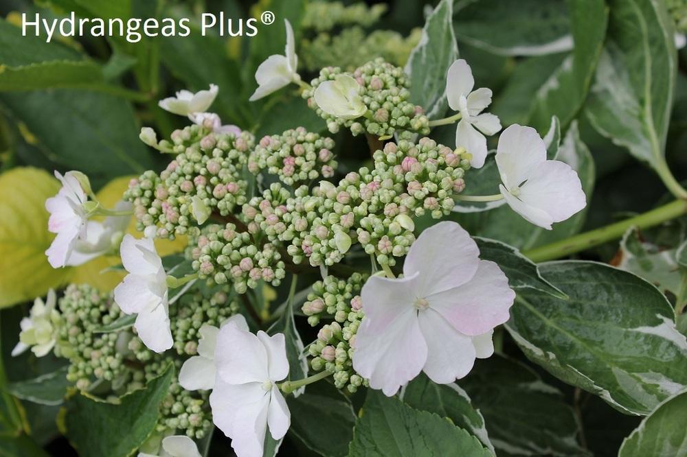 Bigleaf Hydrangea (Hydrangea macrophylla 'Maculata') in the Hydrangeas Database - Garden.org