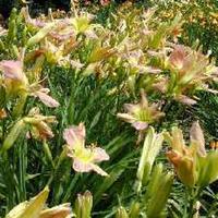 Photo of the entire plant of Daylily (Hemerocallis 'Prague Spring ...