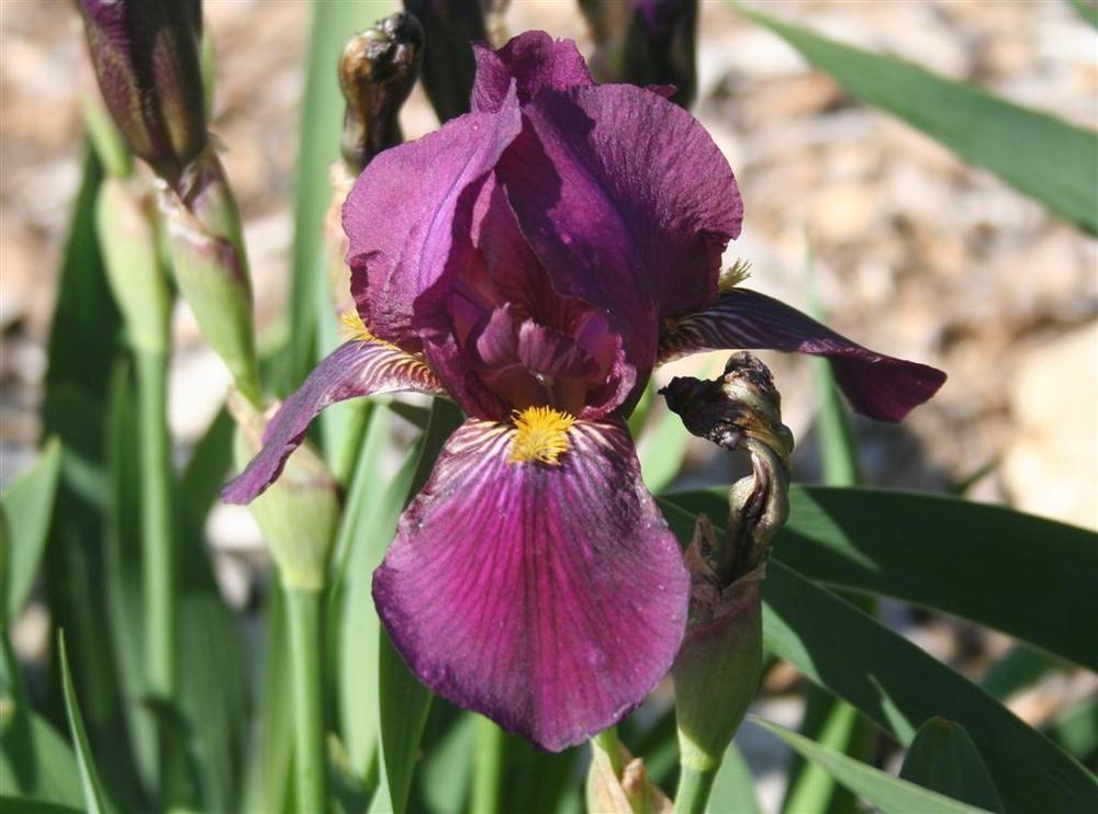 Photo of the bloom of Intermediate Bearded Iris (Iris 'Red Orchid ...