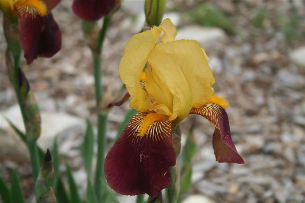 Tall Bearded Iris (Iris 'Red Torch') in the Irises Database - Garden.org
