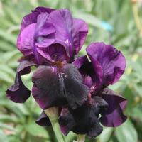 Tall Bearded Iris (Iris 'Sable Night') in the Irises Database - Garden.org