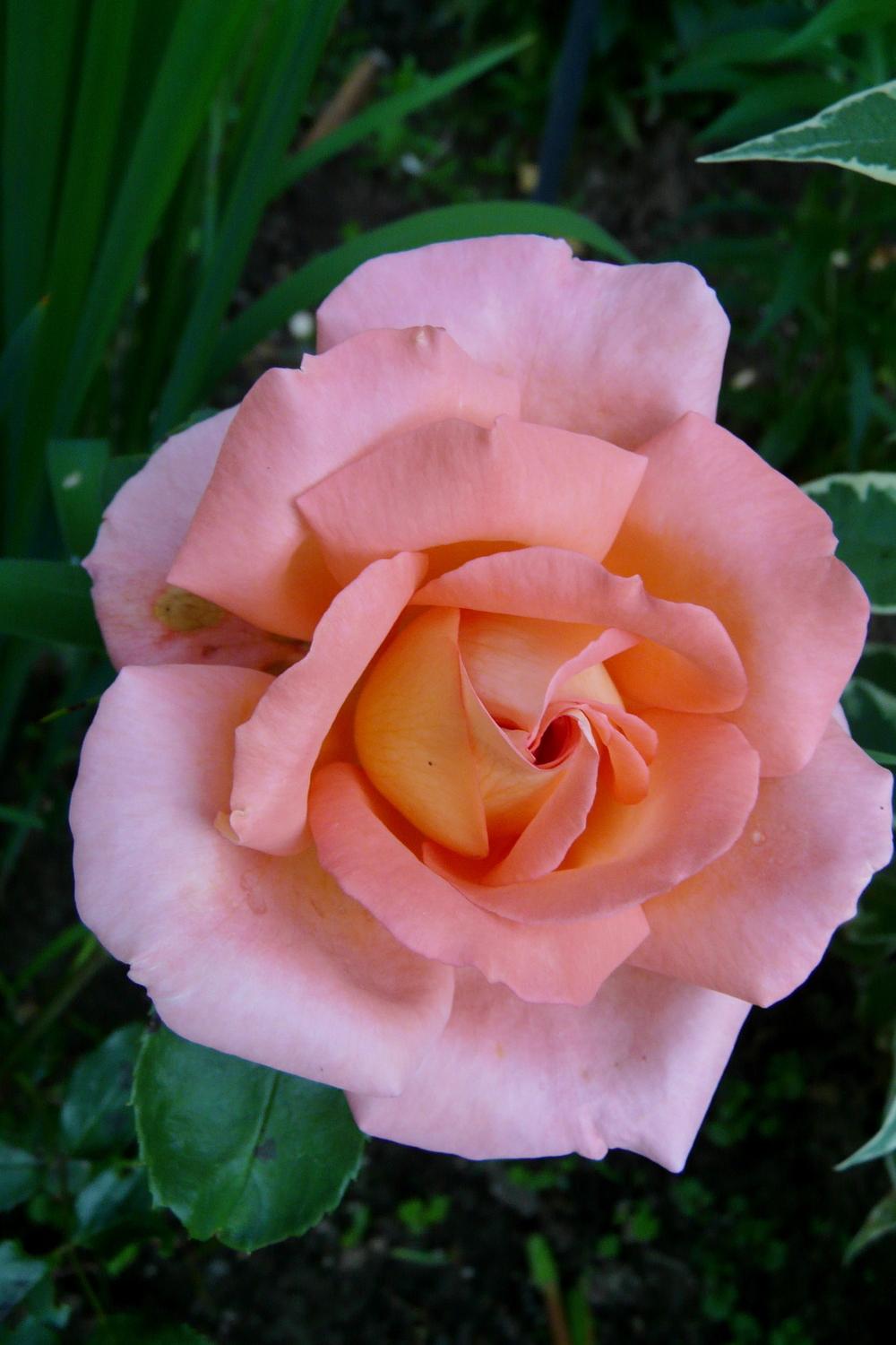 Photo of the bloom of Rose (Rosa 'Victor Borge') posted by kassiap ...