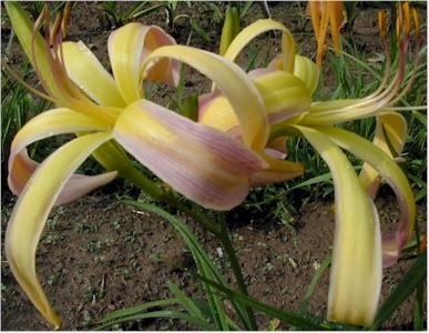 Photo of the bloom of Daylily (Hemerocallis 'String Bikini') posted by Joy - Garden.org