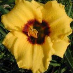 Daylily (Hemerocallis 'Siloam June Bug') in the Daylilies Database ...