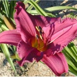 Daylily (Hemerocallis 'Summer Wine') in the Daylilies Database - Garden.org