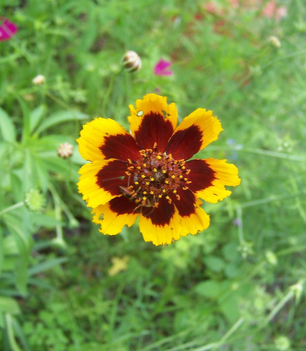 Burridge green-thread (Thelesperma burridgeanum) - Garden.org