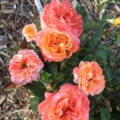 Rose (Rosa 'New Year') in the Roses Database - Garden.org