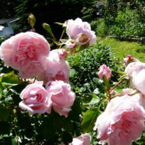 Rose (Rosa 'Cinderella') in the Roses Database - Garden.org