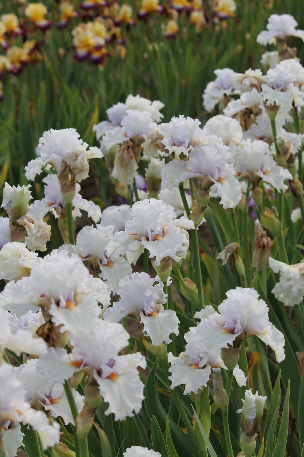 Photo of the bloom of Tall Bearded Iris (Iris 'Polar Mist') posted by ...