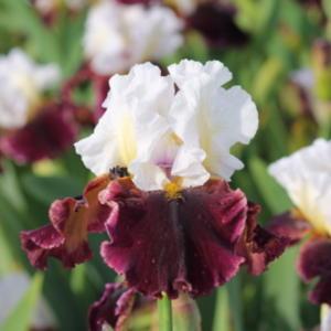 Tall Bearded Iris (Iris 'Dreaming of Rio') in the Irises Database ...