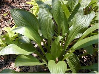 Hosta 'Crocodile Rock' in the Hostas Database - Garden.org