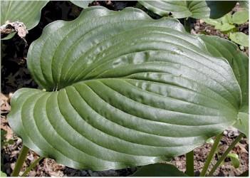 Hosta 'Birchwood Ruffled Queen' in the Hostas Database - Garden.org