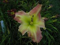 Daylily (Hemerocallis 'Judy Ruth') in the Daylilies Database - Garden.org