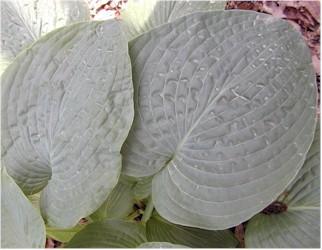 Hosta 'Blue Blazes' in the Hostas Database - Garden.org