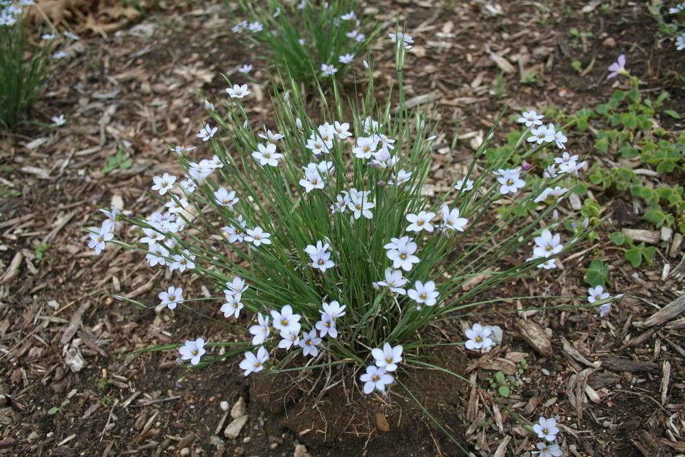Prairie Blue-eyed Grass (Sisyrinchium campestre) in the Sisyrinchiums ...