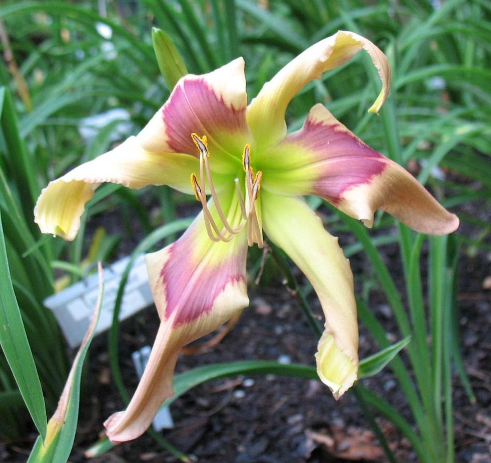 Daylily (Hemerocallis 'Baby Pinwheels') in the Daylilies Database ...