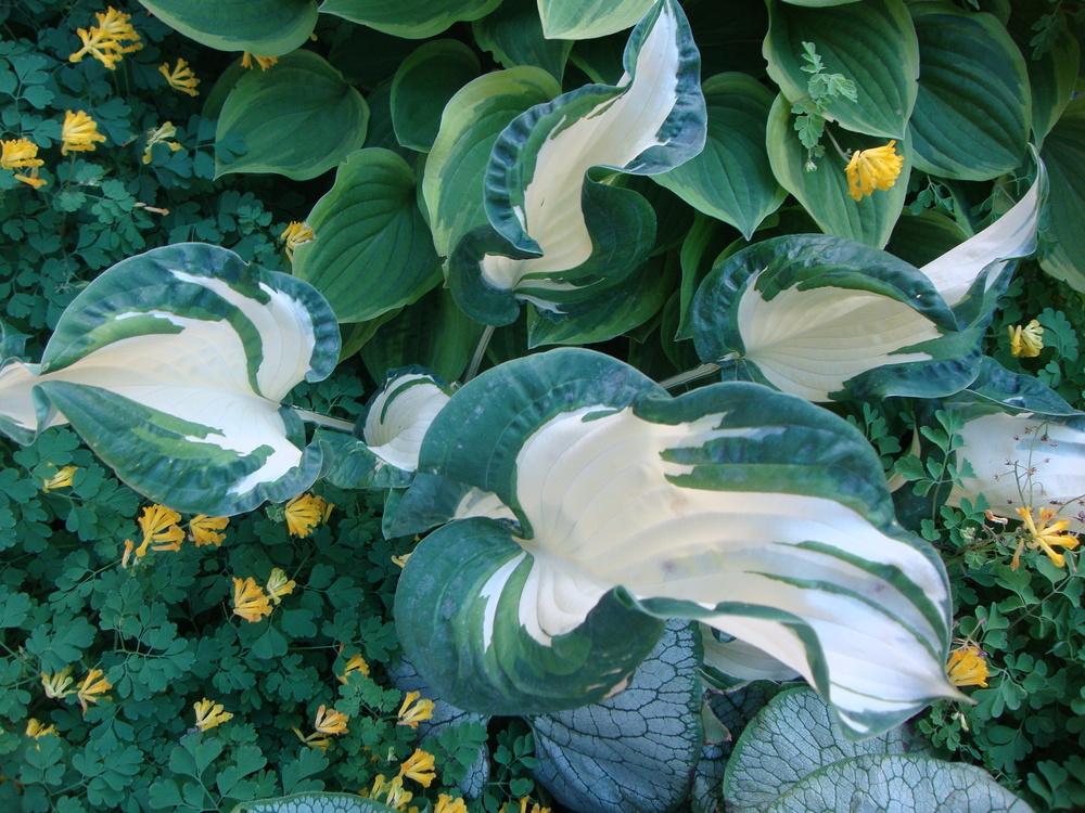 Photo of the entire plant of Hosta 'Dancing in the Rain' posted by ...