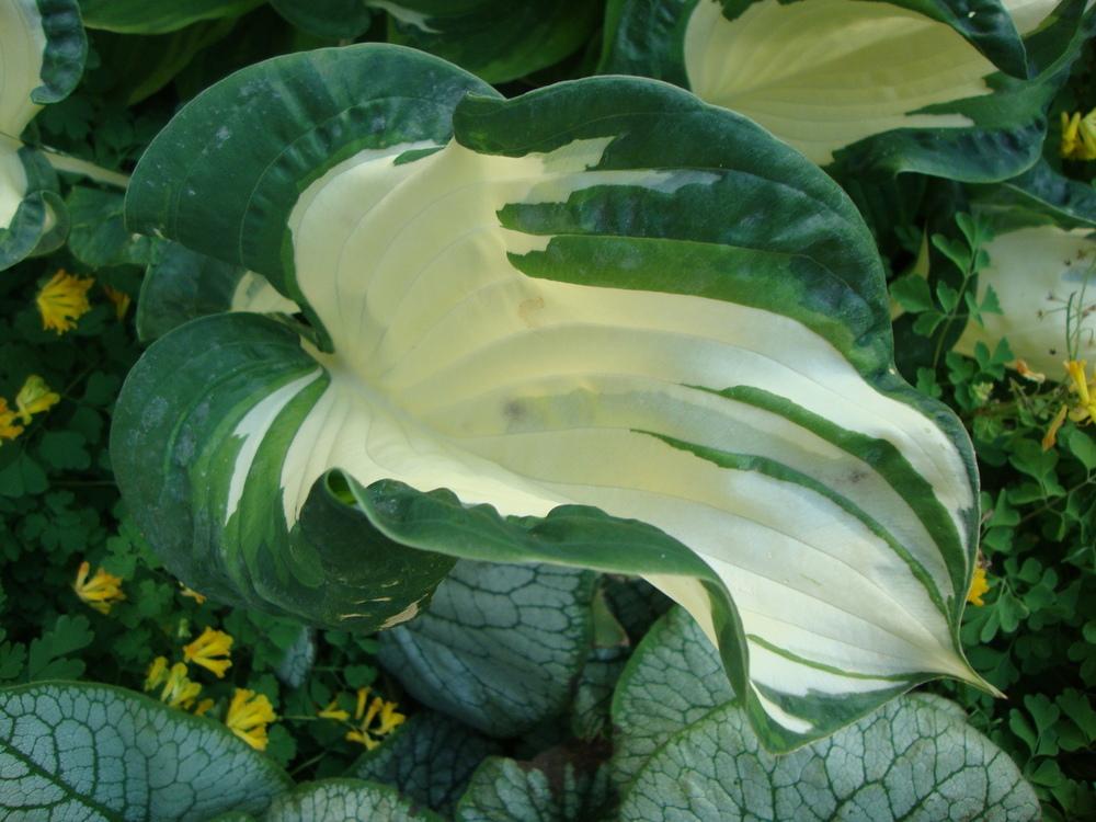 Photo of the leaves of Hosta 'Dancing in the Rain' posted by Paul2032 ...
