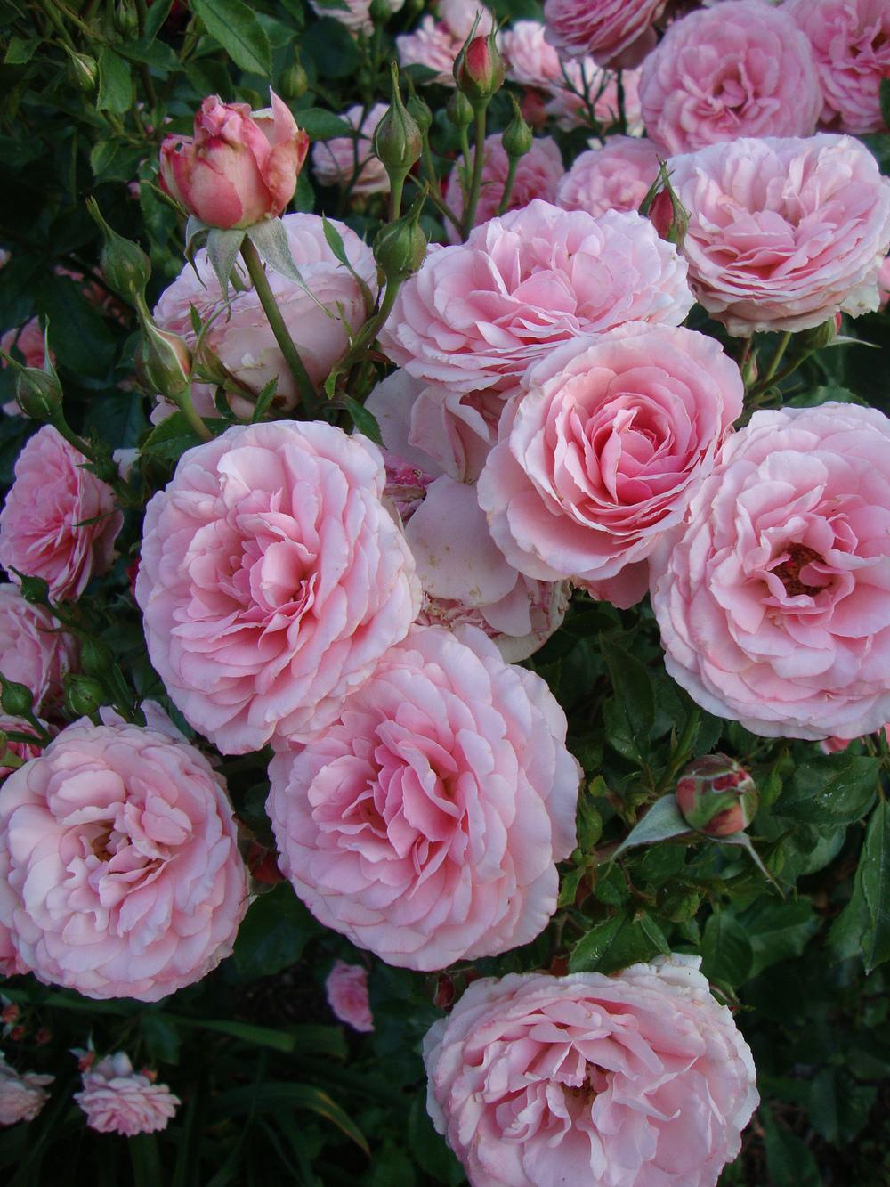 Photo of the bloom of Rose (Rosa 'Sexy Rexy') posted by Paul2032 ...