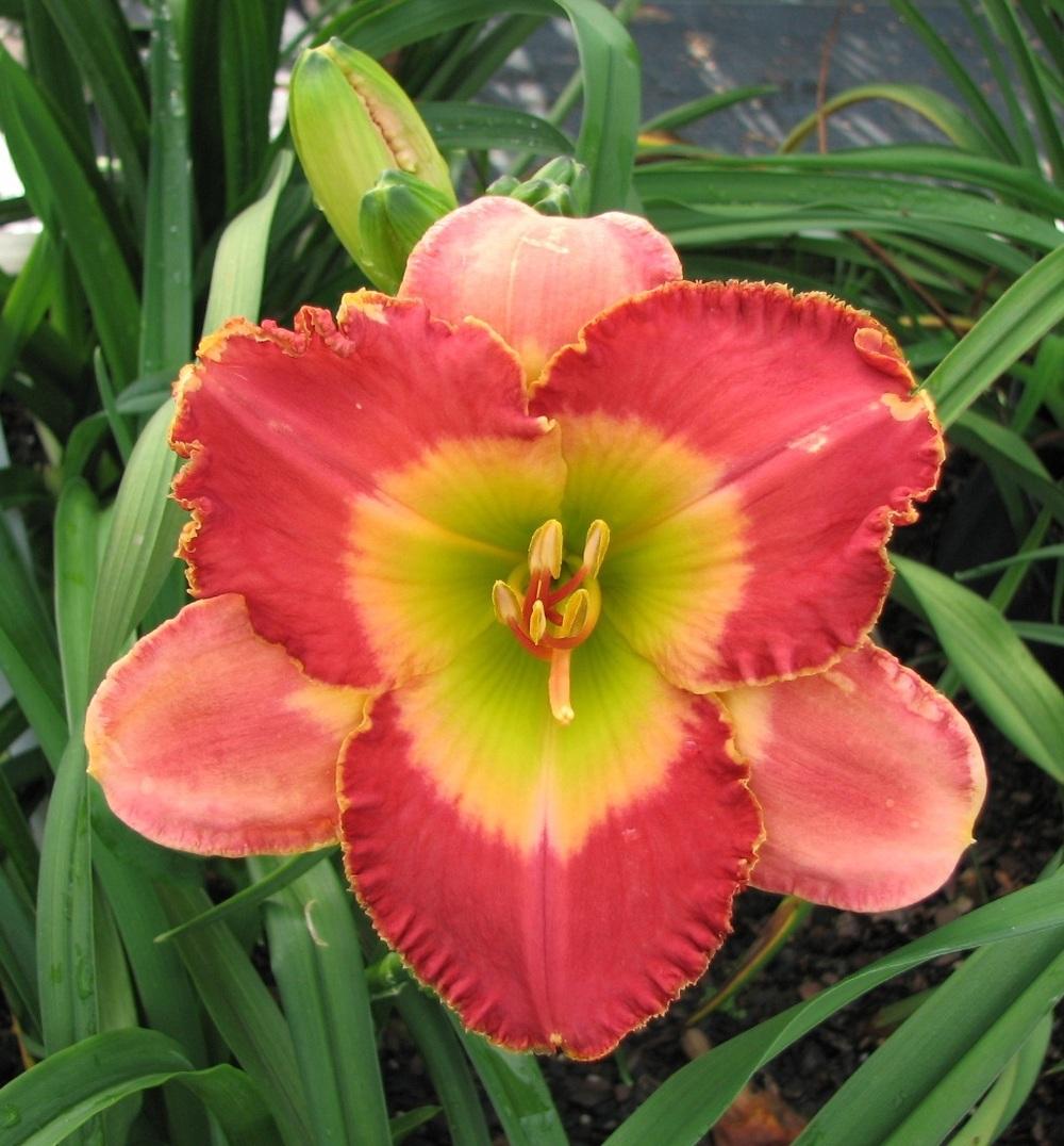 Photo of the bloom of Daylily (Hemerocallis 'China Syndrome') posted by ...