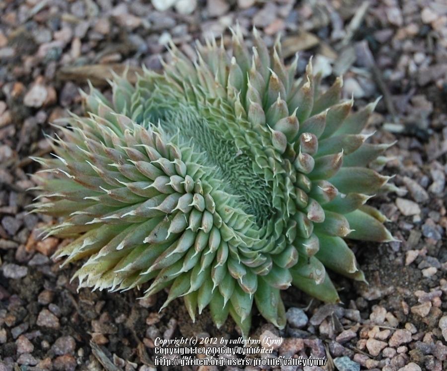 Orostachys: Plant Care and Collection of Varieties - Garden.org