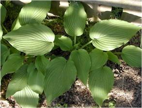 Hosta 'Green Angel' in the Hostas Database - Garden.org