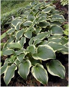 Hosta 'Lakeside Premier' in the Hostas Database - Garden.org