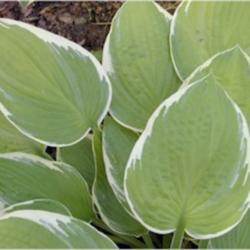 Hosta 'Moonlight' in the Hostas Database - Garden.org