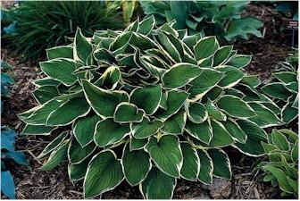 Photo of the entire plant of Hosta 'Green Gold' posted by Joy - Garden.org