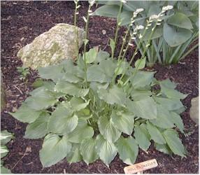 Hosta 'Holly's Dazzler' in the Hostas Database - Garden.org