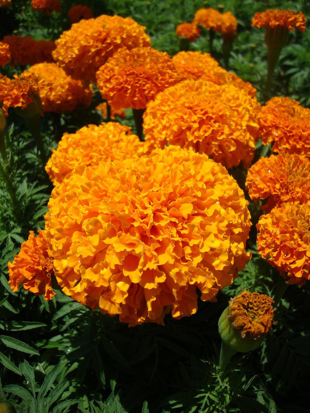 Aztec Marigold (Tagetes erecta Inca II™ Orange) - Garden.org