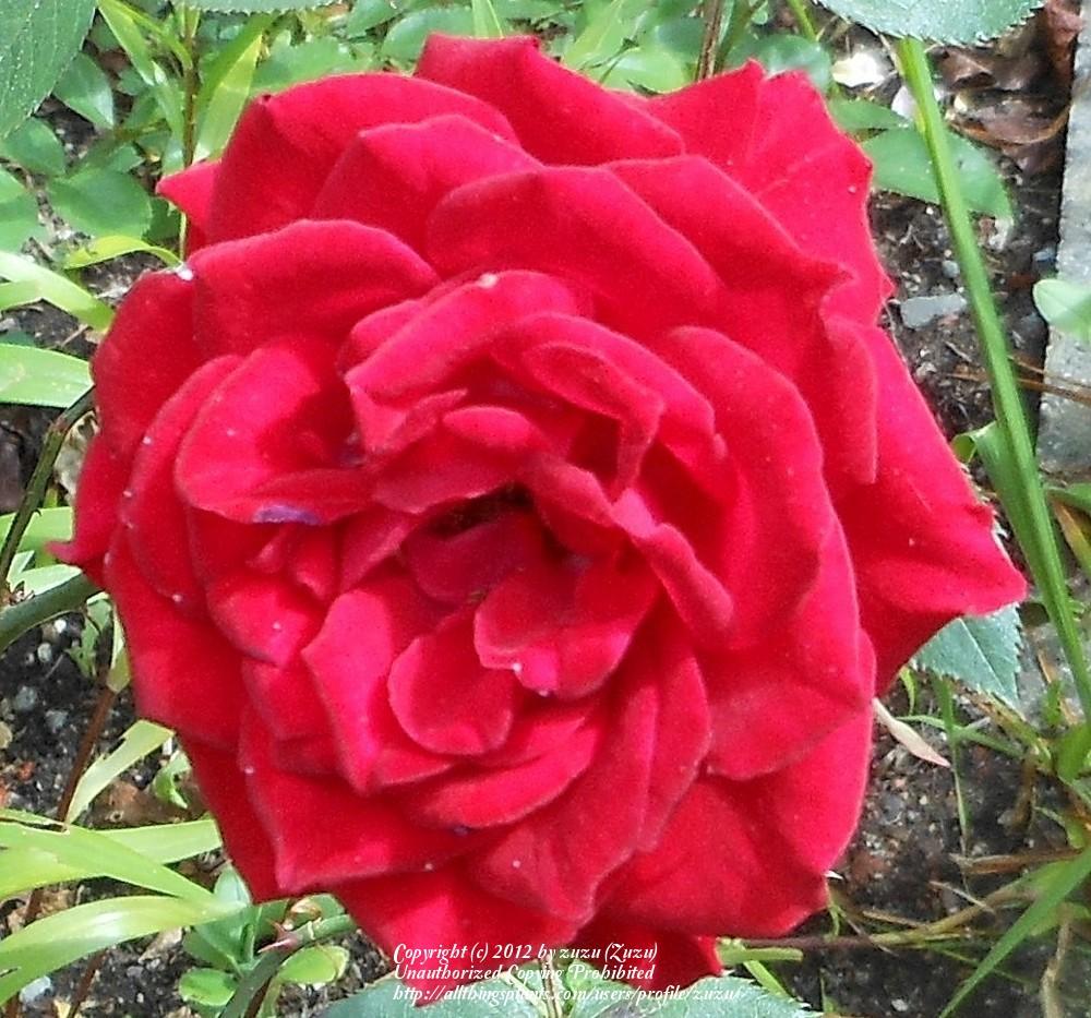 Photo of the bloom of Rose (Rosa 'Red Rascal') posted by zuzu - Garden.org