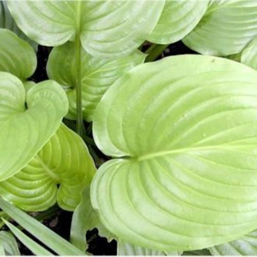 Hosta (Hosta plantaginea 'Grandiflora') in the Hostas Database - Garden.org
