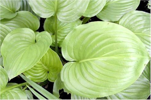 Hosta (Hosta plantaginea 'Grandiflora') in the Hostas Database - Garden.org