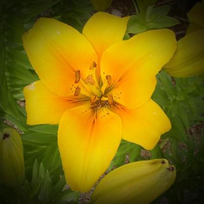 Lily (Lilium 'Brasil') in the Lilies Database - Garden.org