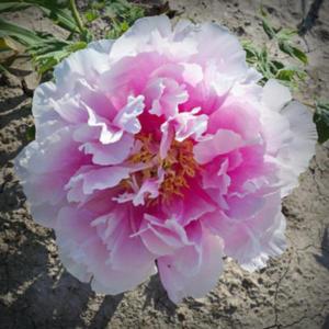 Japanese Tree Peony (Paeonia x suffruticosa 'Kamata-fuji') in the ...