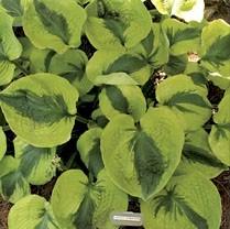 Hosta 'Sara's Sensation' in the Hostas Database - Garden.org