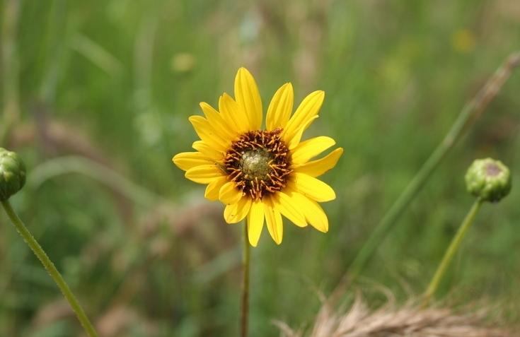 Stiff Sunflower (Helianthus pauciflorus subsp. subrhomboideus) - Garden.org