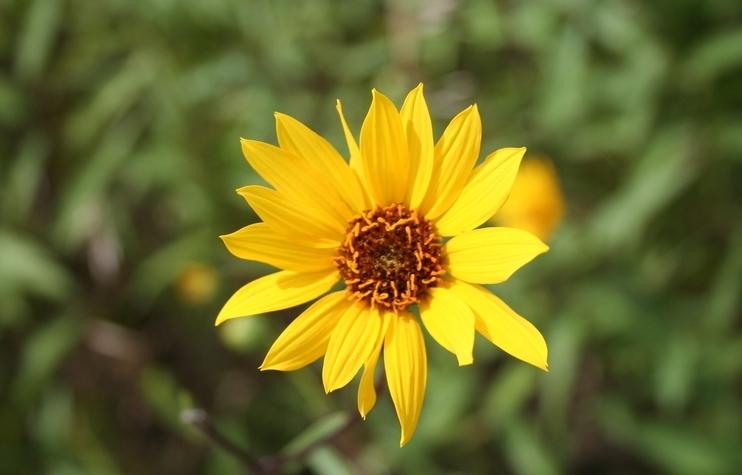 Stiff Sunflower (Helianthus pauciflorus subsp. pauciflorus) - Garden.org